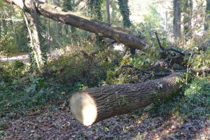 Log Bucking in Raleigh – Just Small Trees, LLC