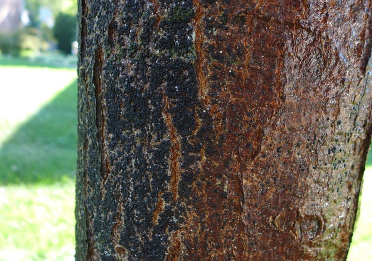 Tree Pest Control Services – Just Small Trees, LLC